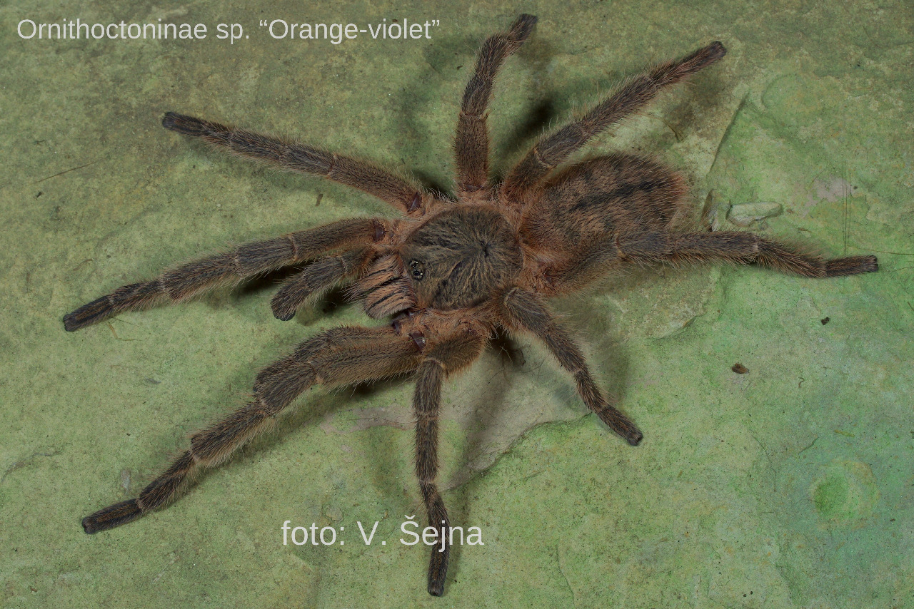 Hon-Šej group - Ornithoctoninae sp. Orange-violet :: Theraphosidae